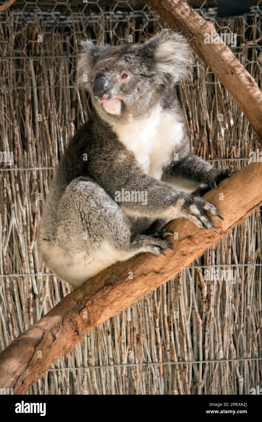 the Koala has a large round head, big furry ears and big black nose ...