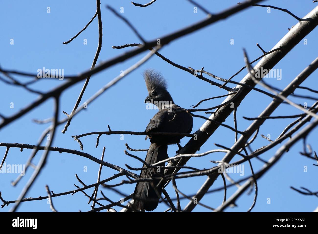 Grey Lourie in tree Stock Photo - Alamy