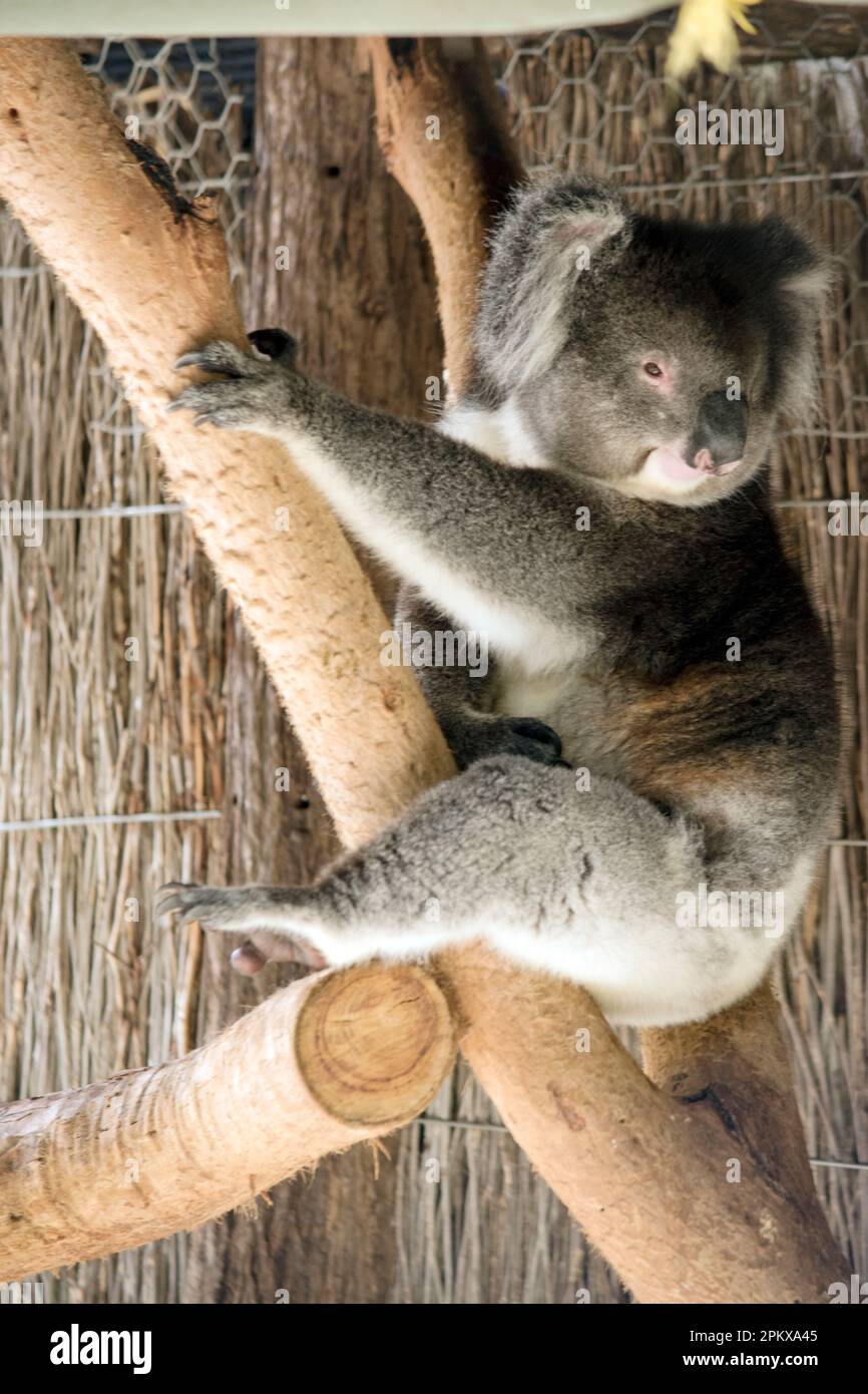 the Koala has a large round head, big furry ears and big black nose ...