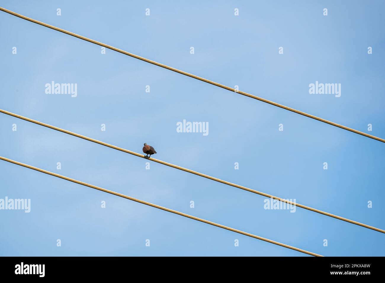 Alone small pigeon perching on electricity wire on blue sky in daytime ...