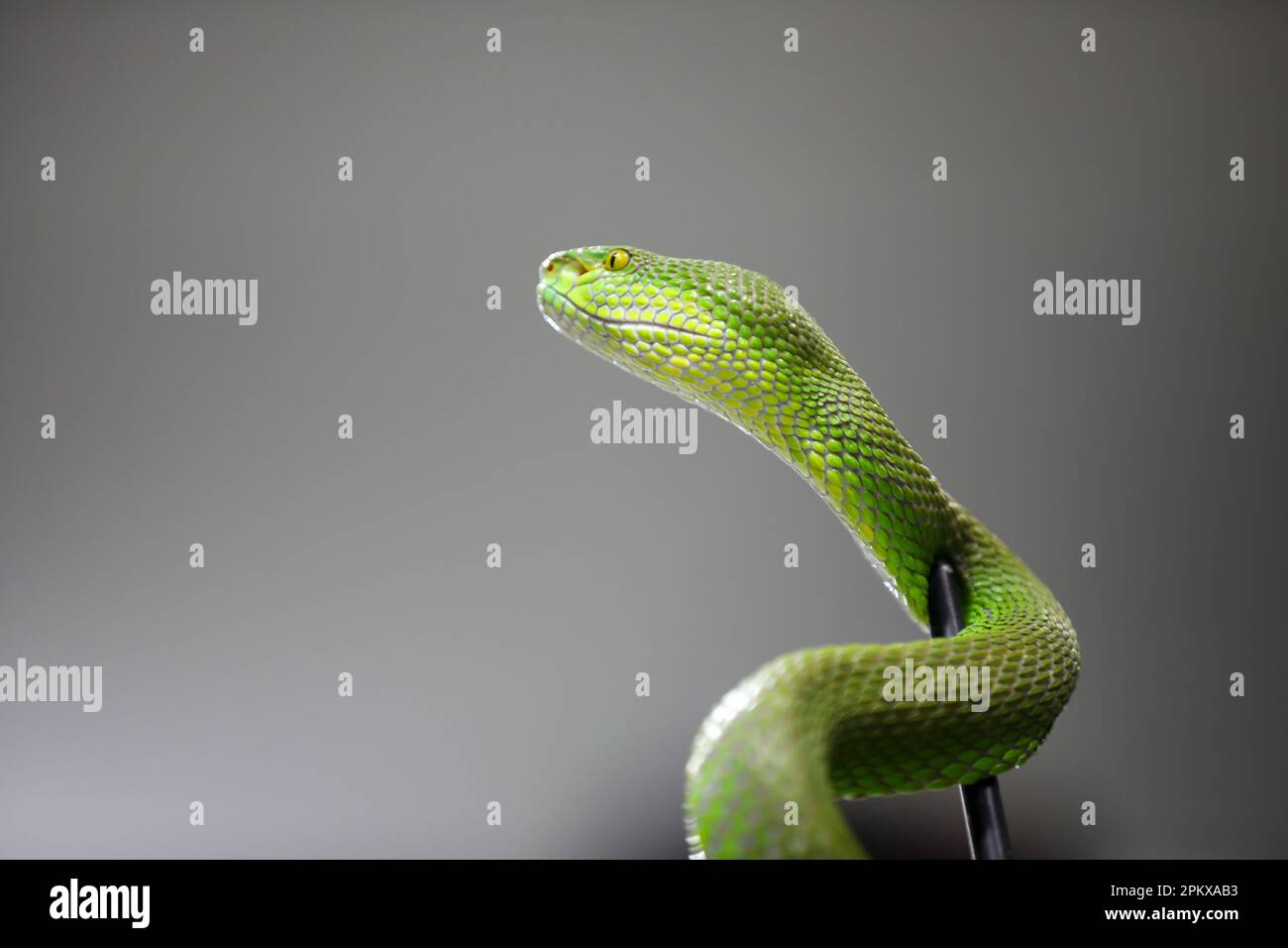 Snakes of bangladesh hi-res stock photography and images - Alamy