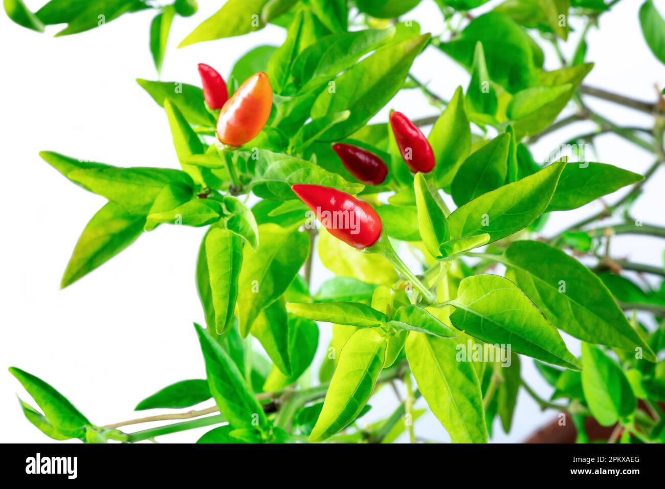 Organic red peppers on a plant with green leaves on a white background ...
