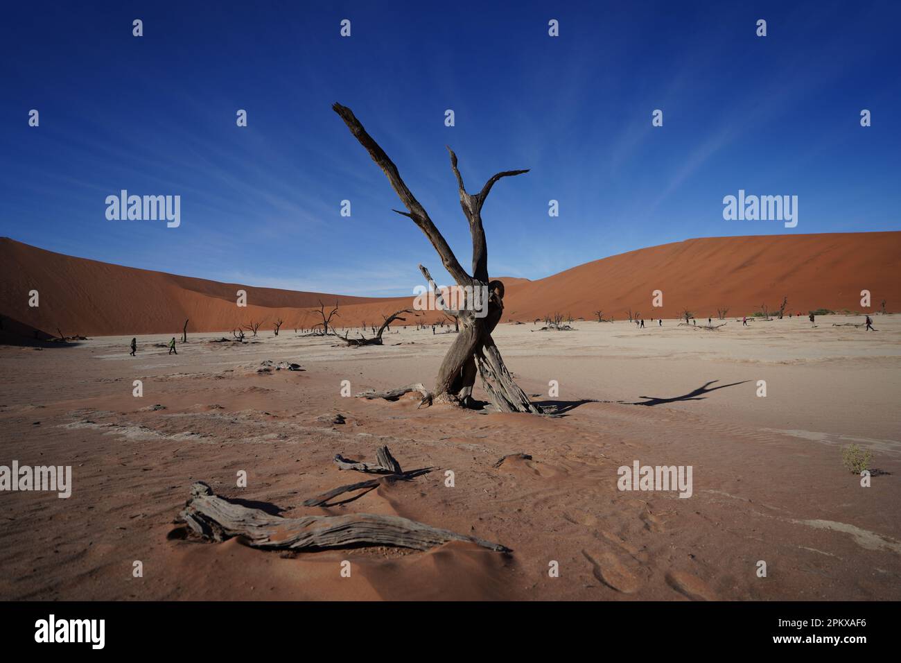 Dead Tree in Dead Vlei in Namibia Stock Photo - Alamy