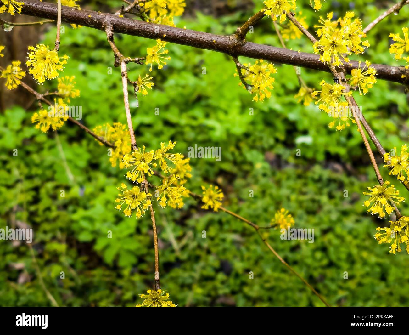 Branches with flowers of European Cornel Cornus mas in early spring ...