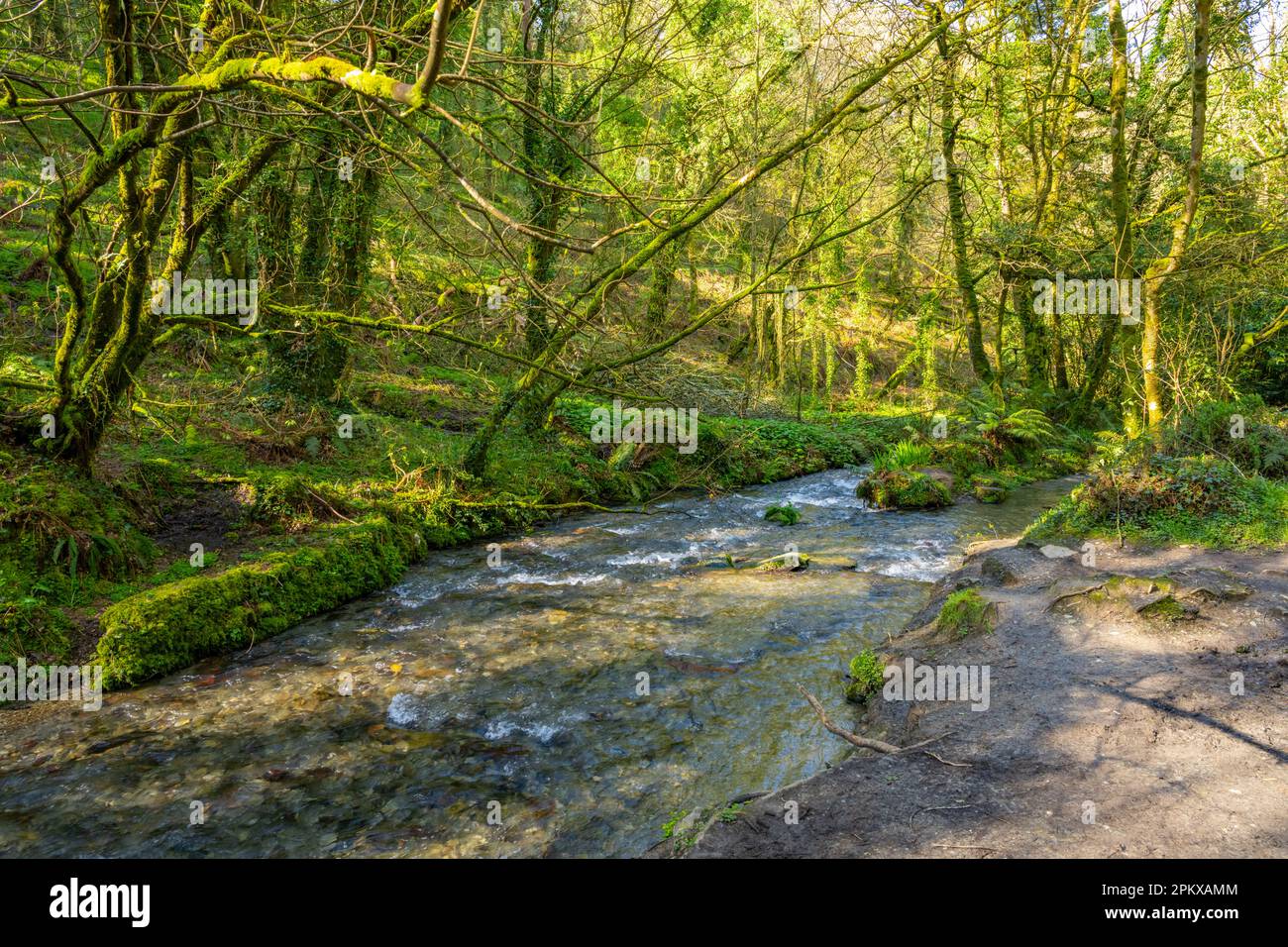 The path and woods in St Nectan's Glen near Tintagel Cornwall Stock ...