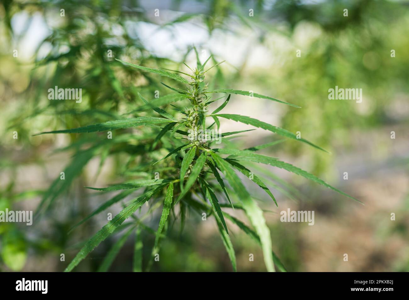 Close up of Marijuana, Cannabis plant leaf growing outdoors in the ...