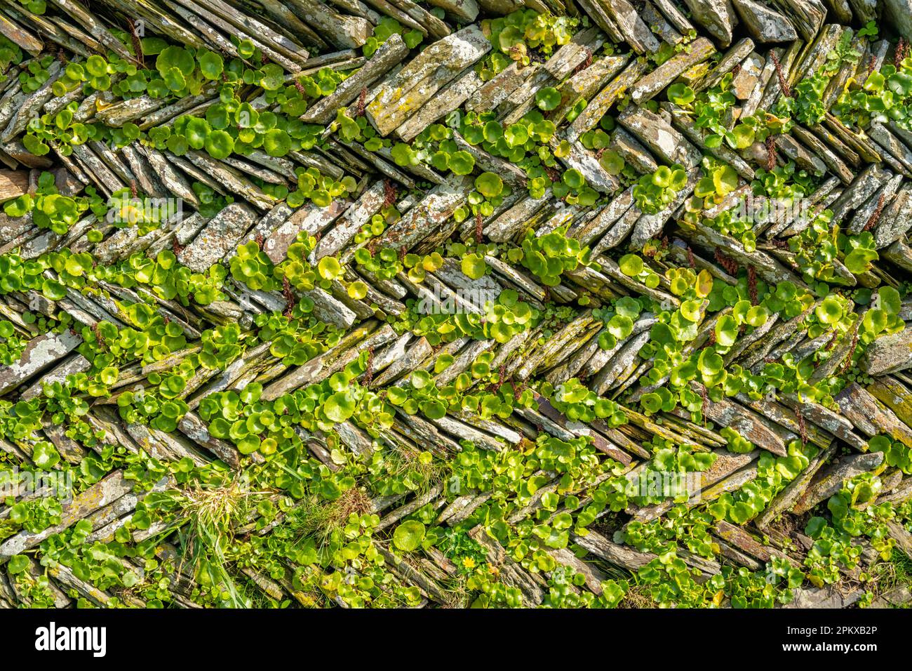 Stone wall with, Wall Pennywort Umbilicus rupestris , in a wall near ...