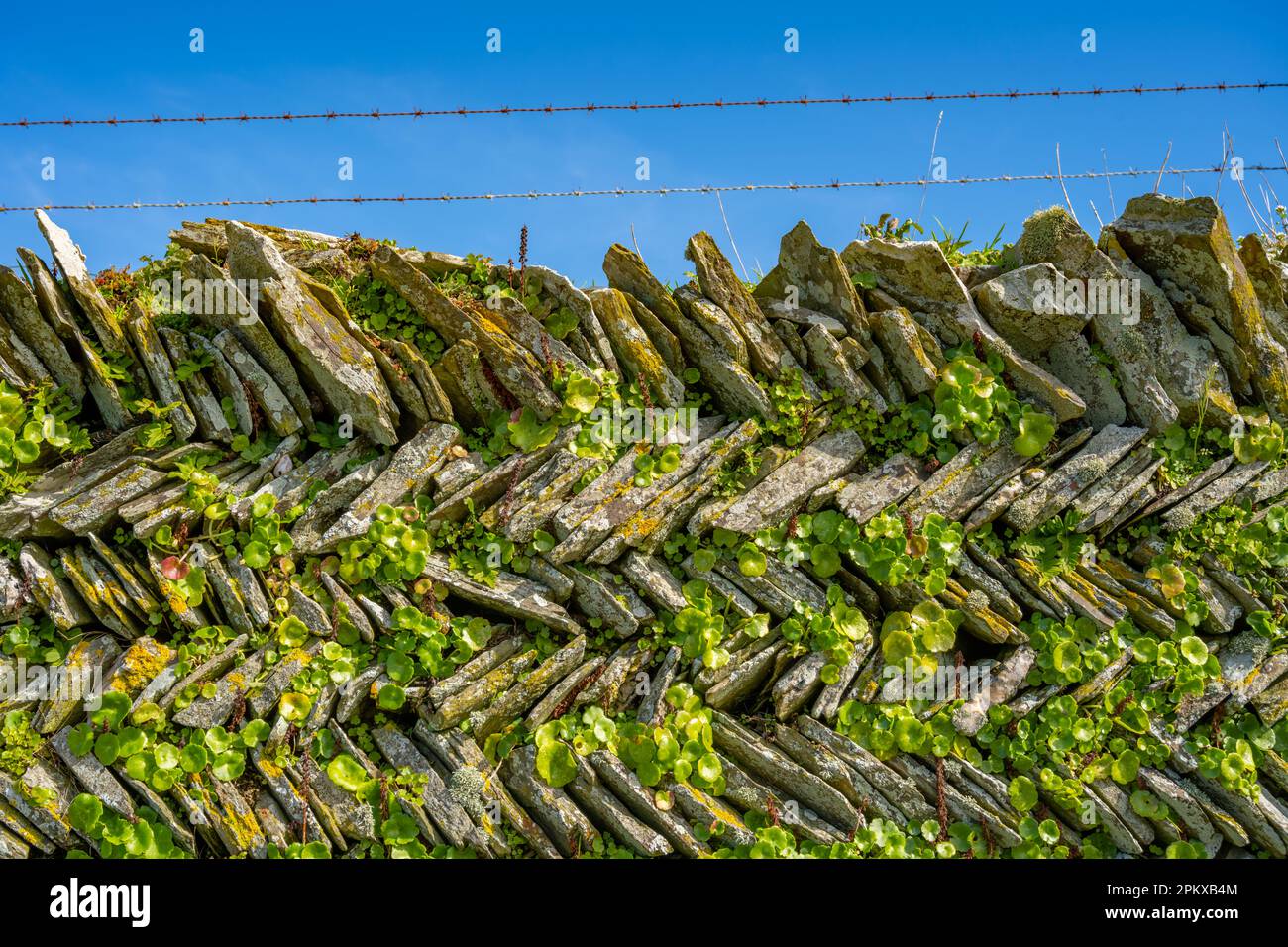 Stone wall with, Wall Pennywort Umbilicus rupestris , in a wall near ...