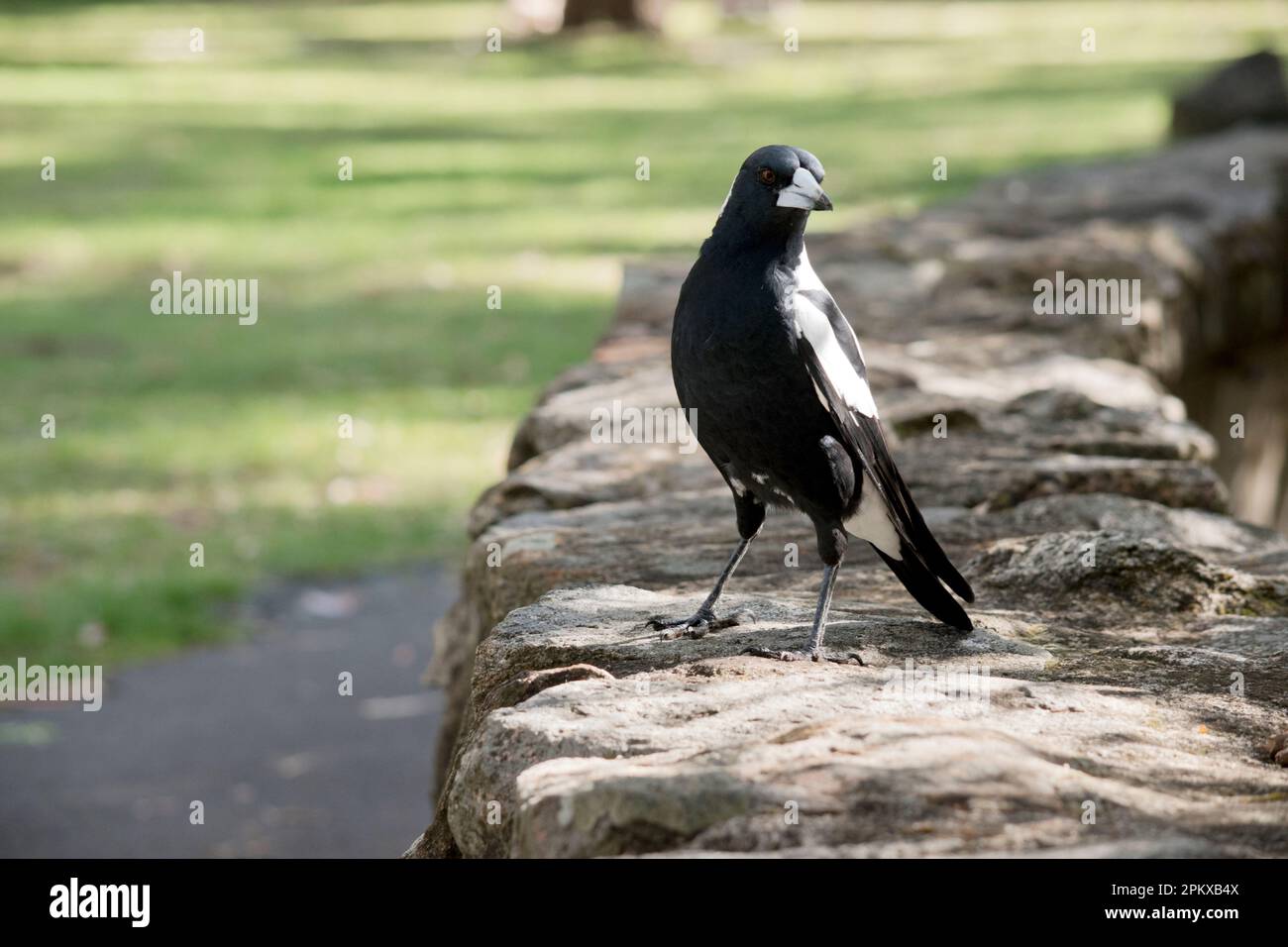 The magpie is a distinctive looking bird, with glossy black and ...
