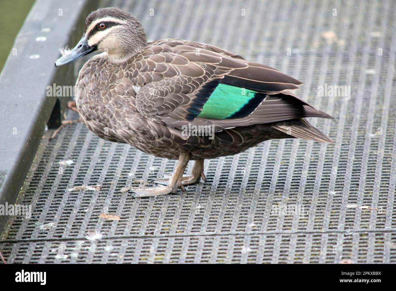 the pacific black duck has a dark body and a paler head with a dark ...