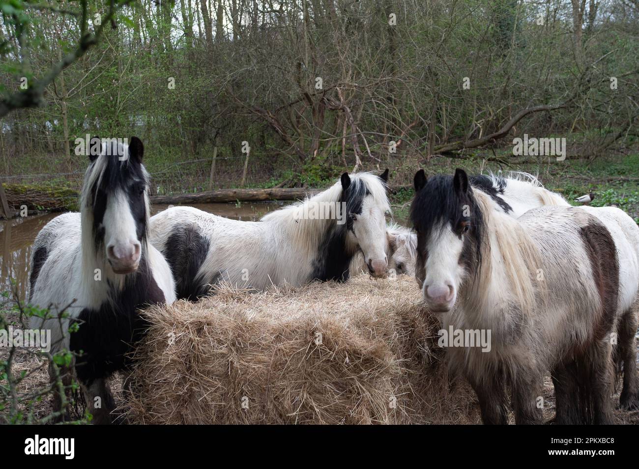Ponies feeding on hay from hi-res stock photography and images - Alamy