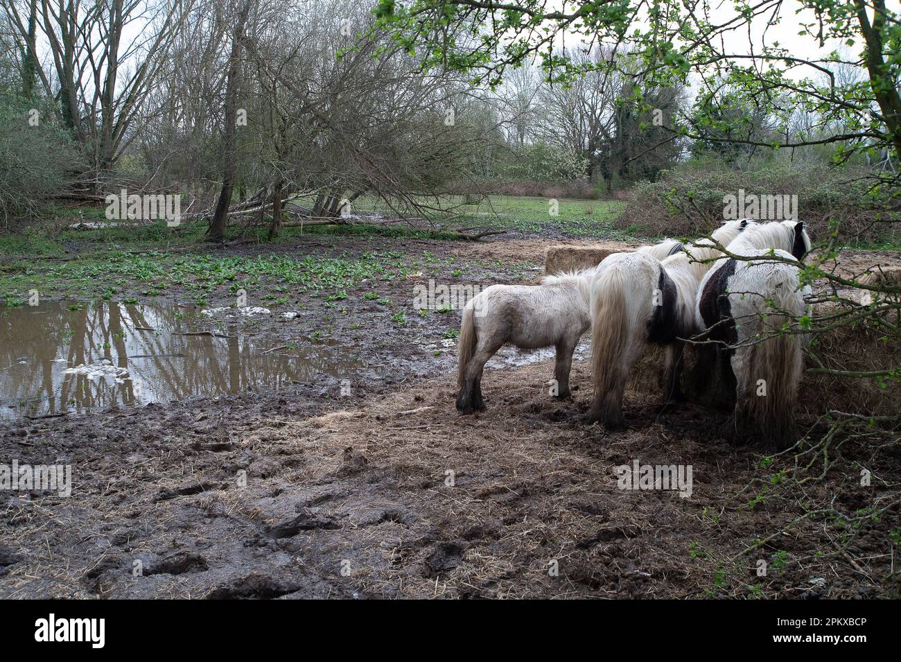 Thorpe, Surrey, UK. 1st April, 2023. Horse eat hay from a bale in a ...