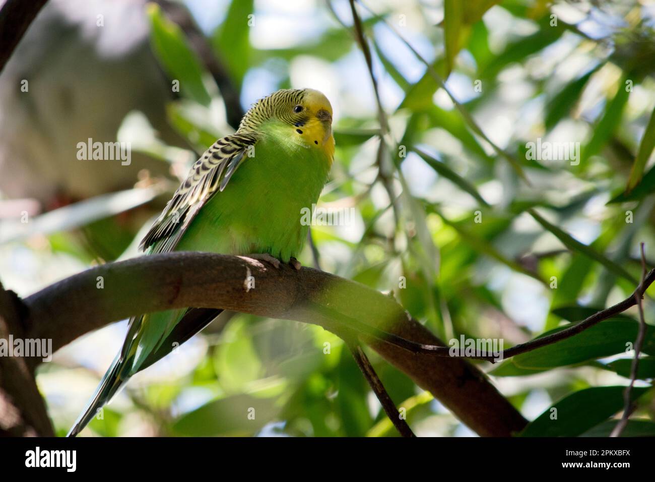 Parakeets are pale green with black bars on their backs, heads, and ...