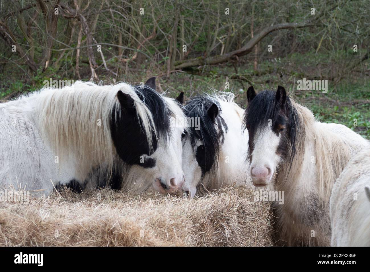 Thorpe, Surrey, UK. 1st April, 2023. Horse eat hay from a bale in a ...