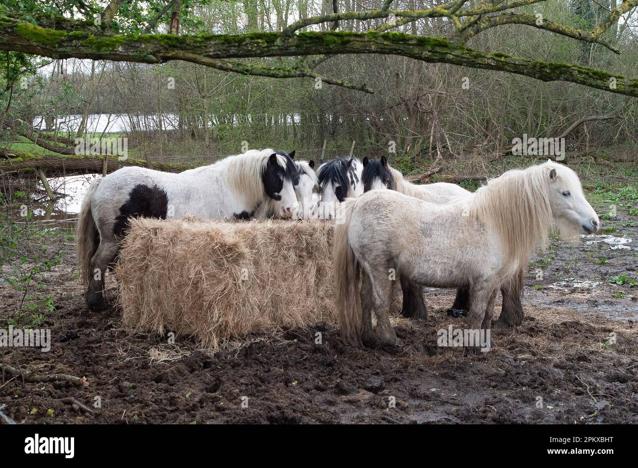 Thorpe, Surrey, UK. 1st April, 2023. Horse eat hay from a bale in a ...