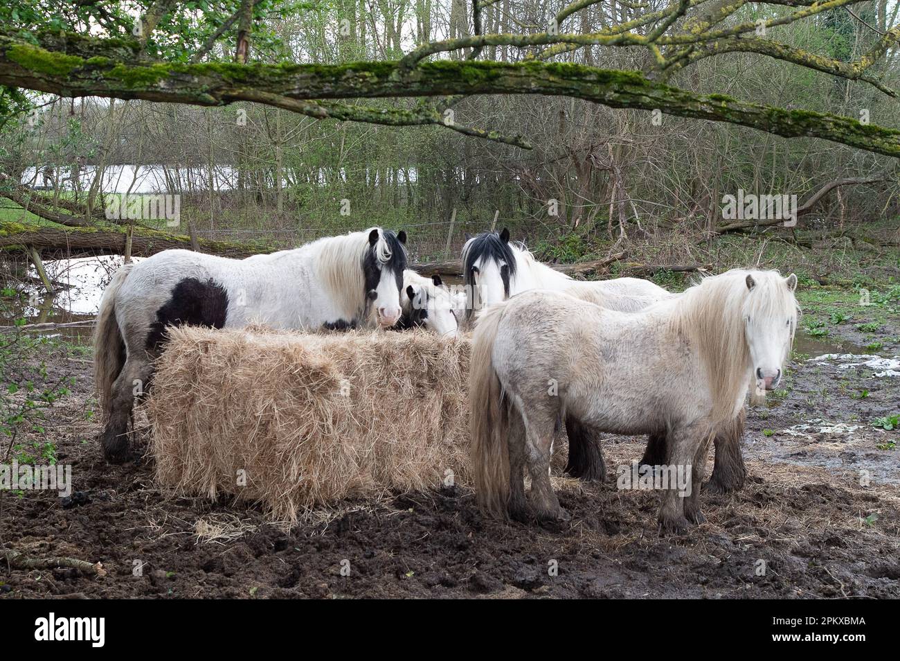 Thorpe, Surrey, UK. 1st April, 2023. Horse eat hay from a bale in a ...