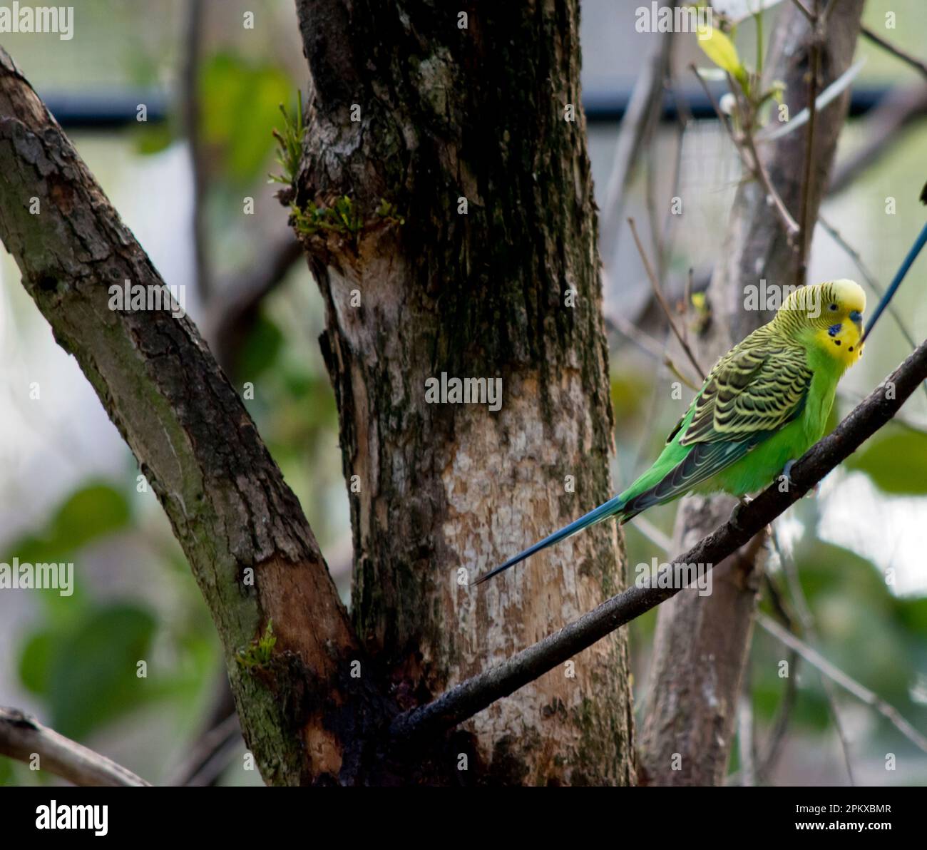 Parakeets are pale green with black bars on their backs, heads, and ...