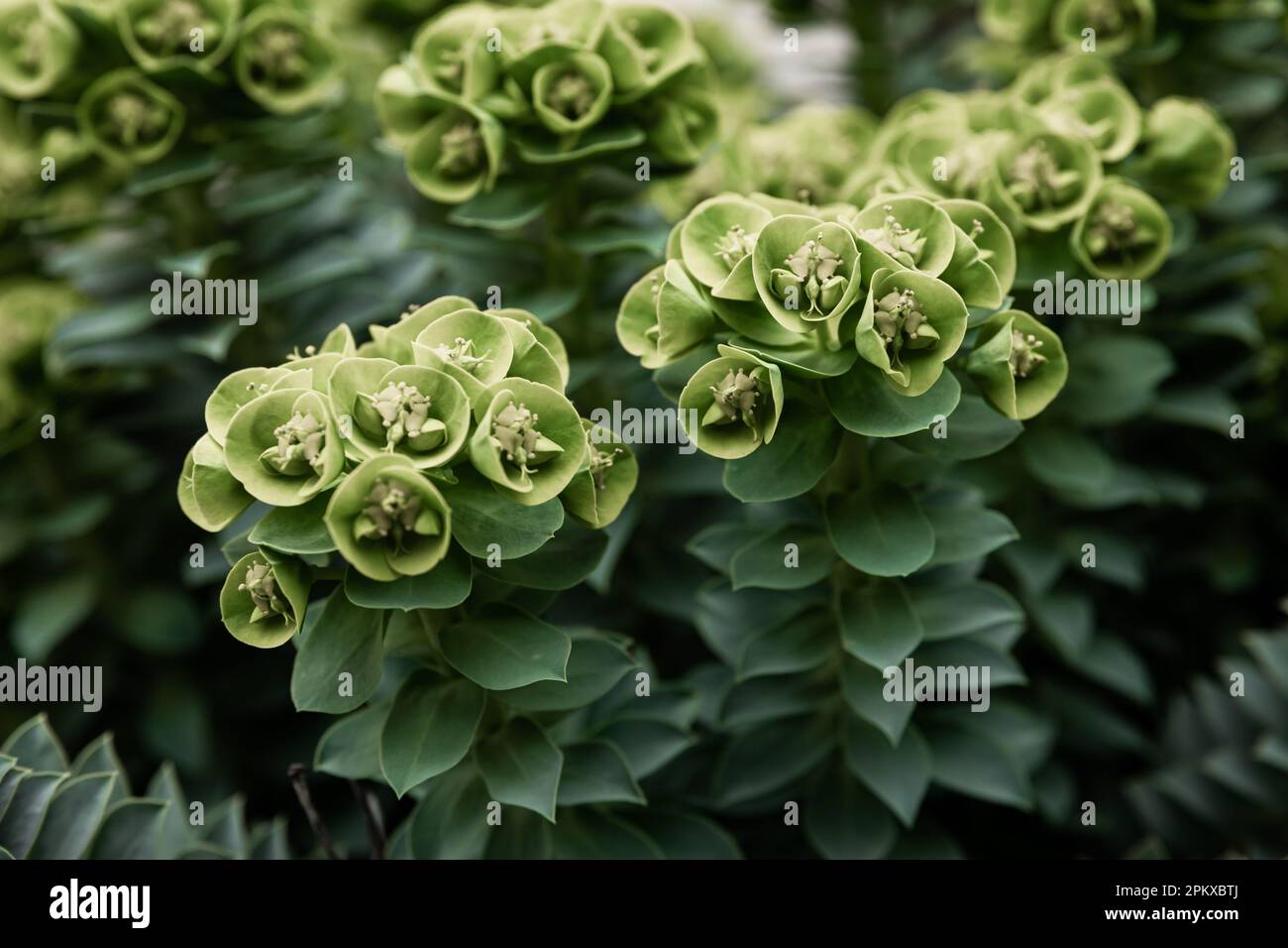 Rosetta leaves hi-res stock photography and images - Alamy