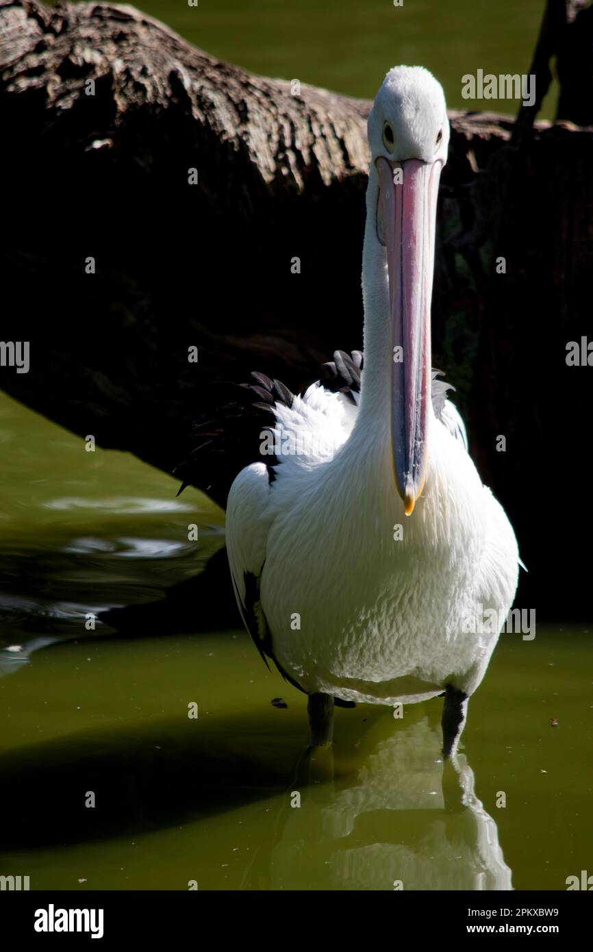 Australian pelicans are one of the largest flying birds. They have a ...
