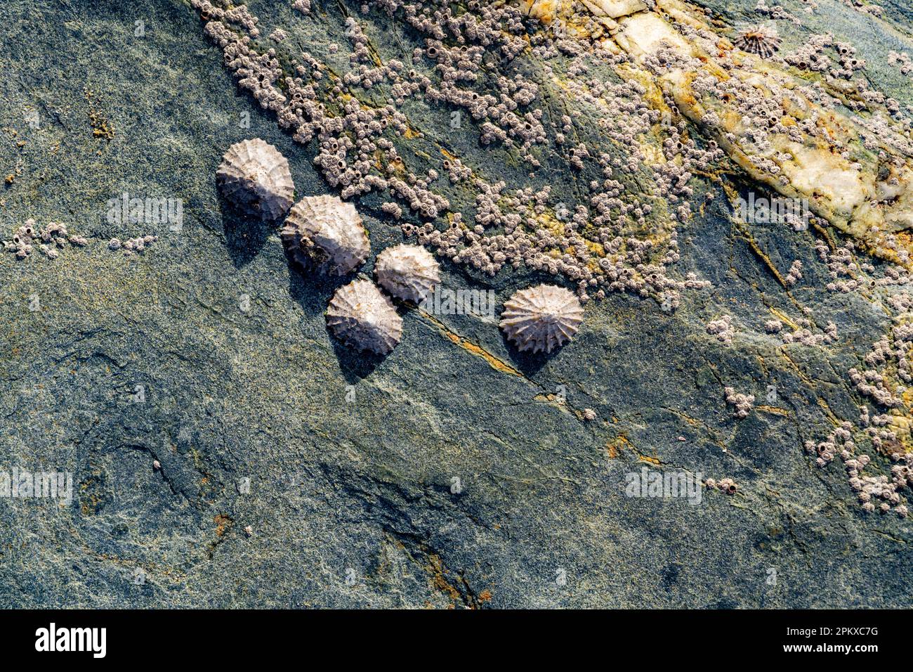 Shellfish barnacles and snails hi-res stock photography and images - Alamy
