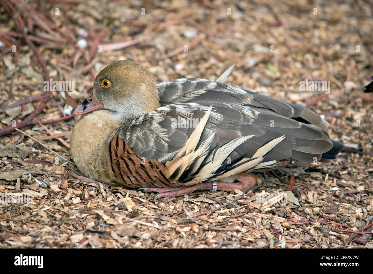 The plumed whistling duck's face and foreneck are light, the crown and ...