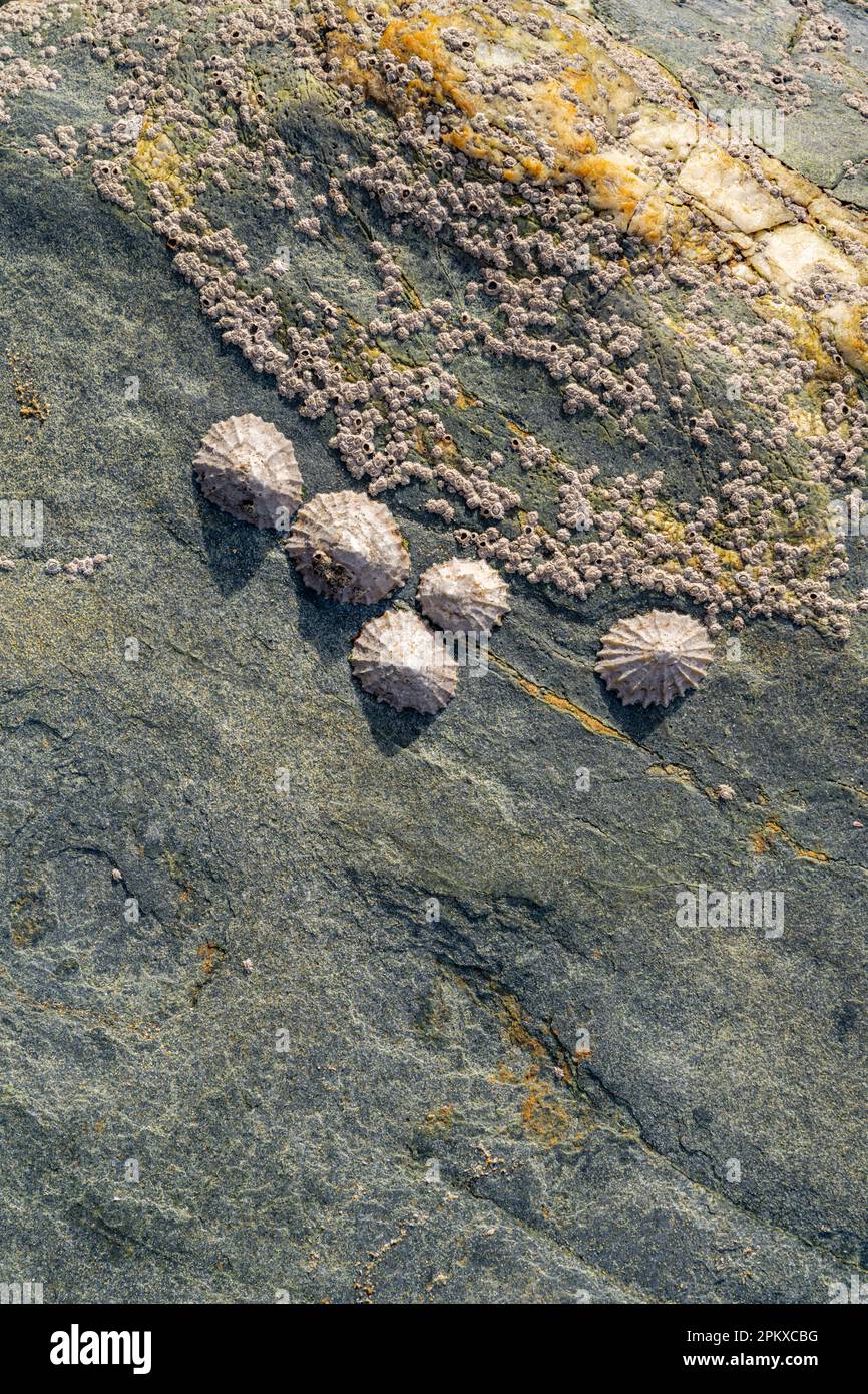 Barnacles and Limpets on rocks on beach on the North Cornwall coast Stock Photo - Alamy