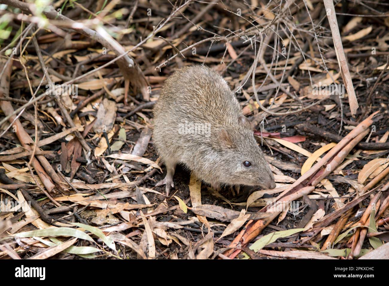 The long nosed potoroos have shorter tails and ears and pointier faces ...