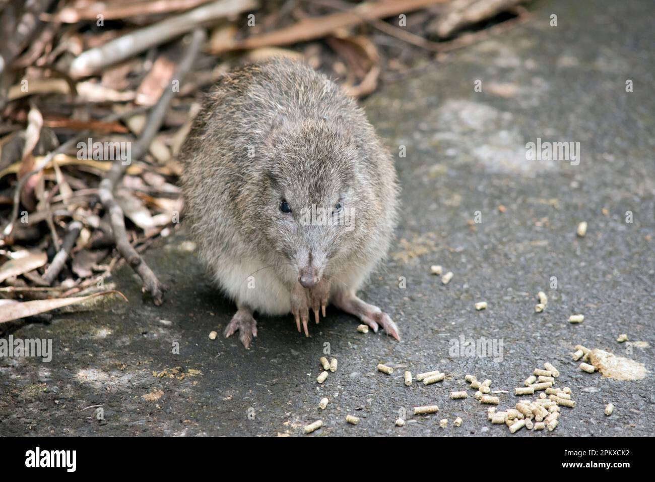 The long nosed potoroos have shorter tails and ears and pointier faces ...