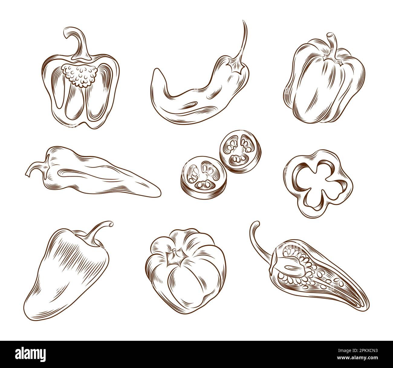 Vector hand drawn illustration of different types of peppers in graphic ...
