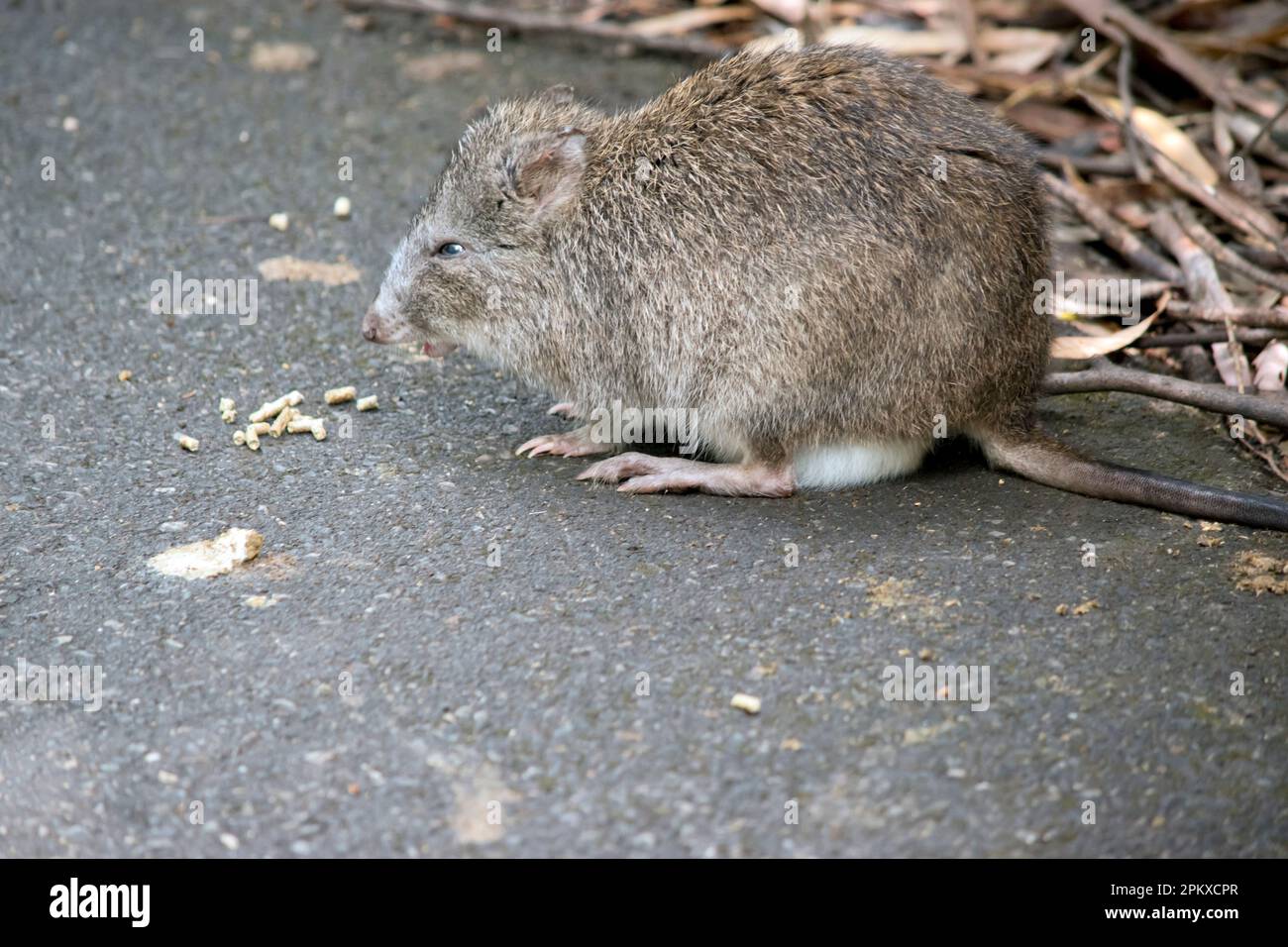 The long nosed potoroos have shorter tails and ears and pointier faces ...