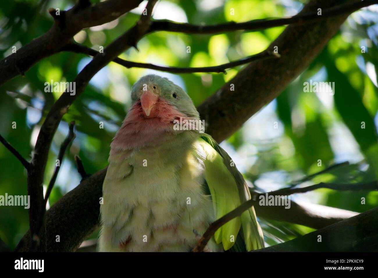 the princes parrot has a pink neck and a light blue head and green ...