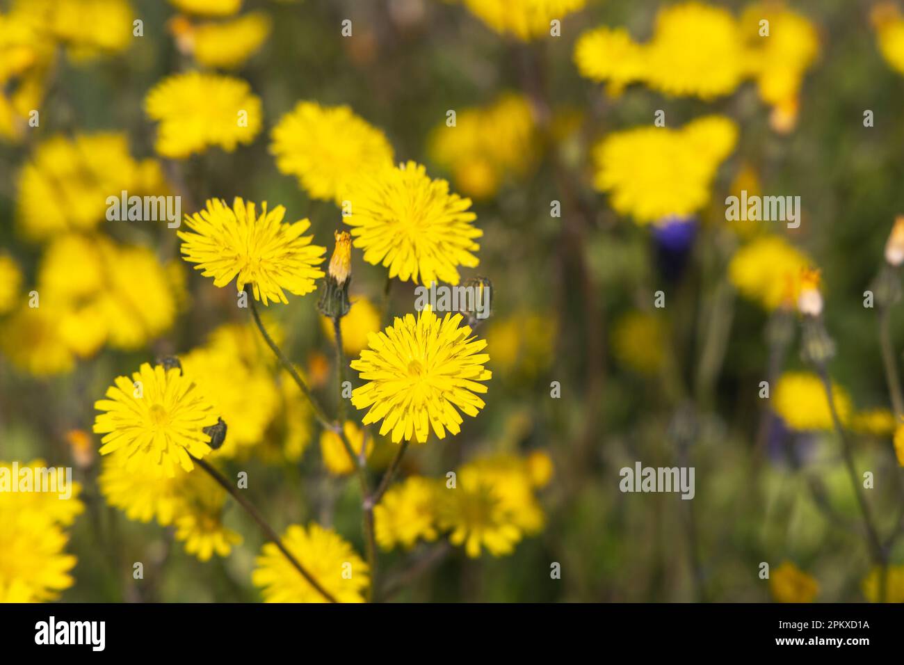 Aerial view of Sopot waterfall with a stone bridge in Istra, Croatia ...