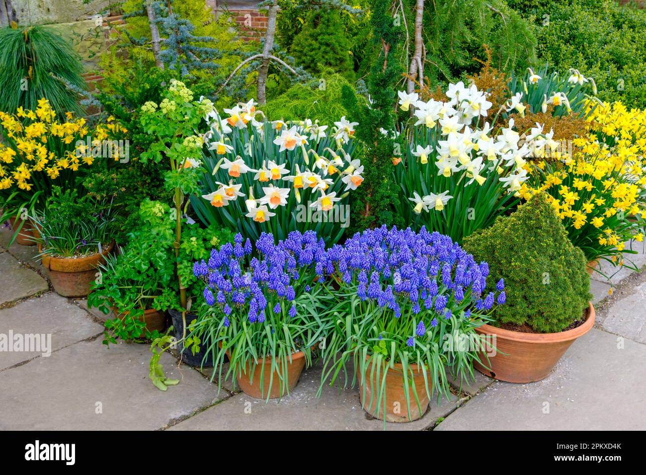 Spring pot plants on a patio. UK Stock Photo - Alamy