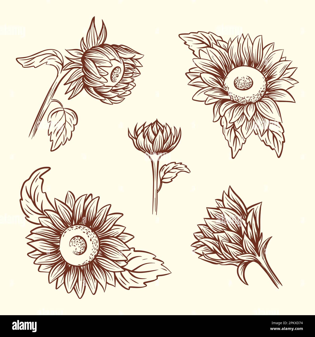 Set of hand drawn sunflowers in sketch style. Vector illustration Stock ...