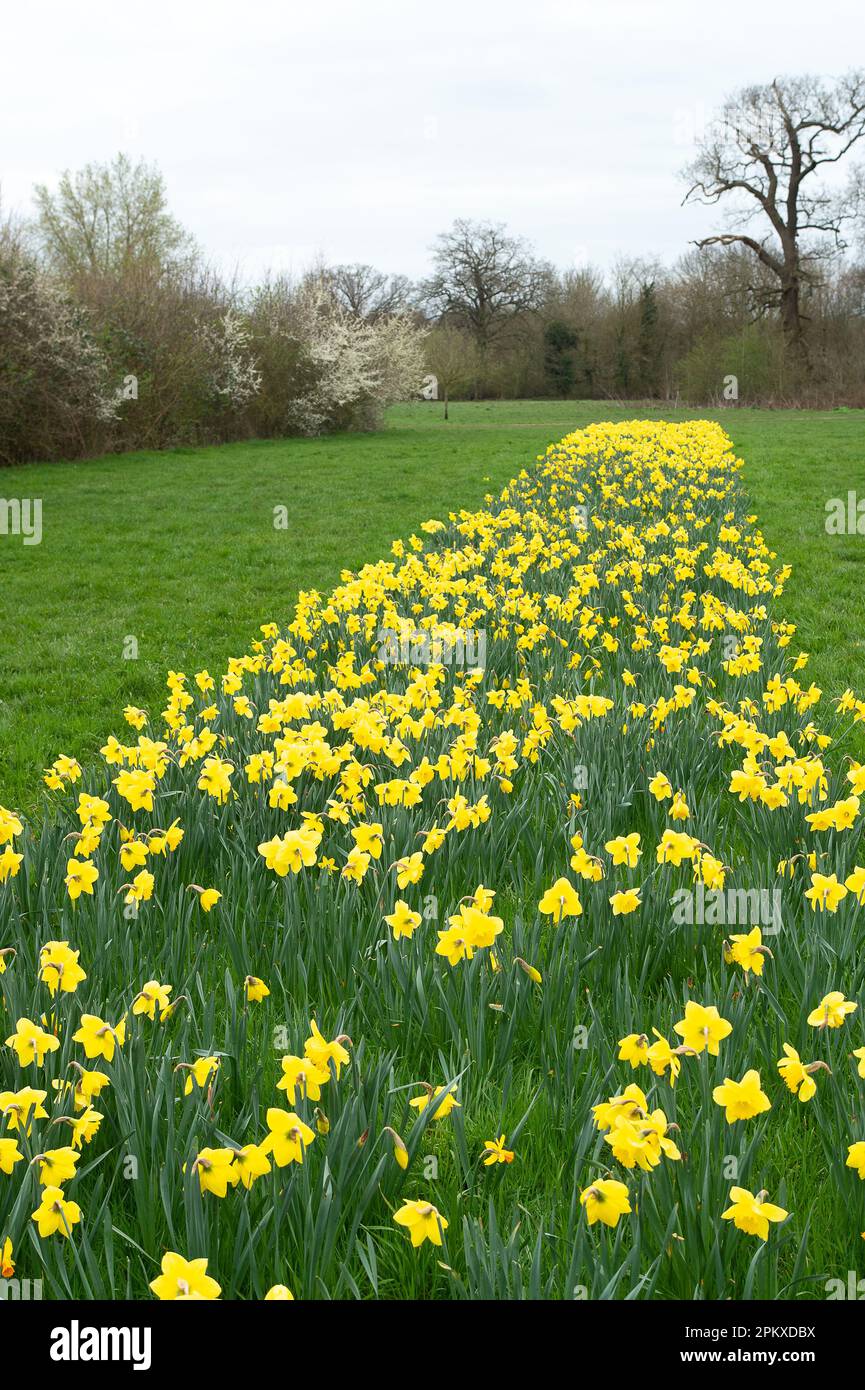 Maidenhead, Berkshire, UK. 2nd April, 2023. It was a dull day in ...