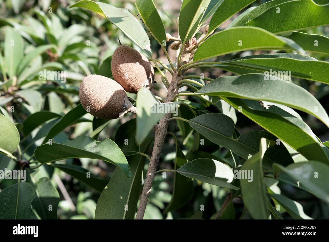 Growing sapodilla tree hi-res stock photography and images - Alamy