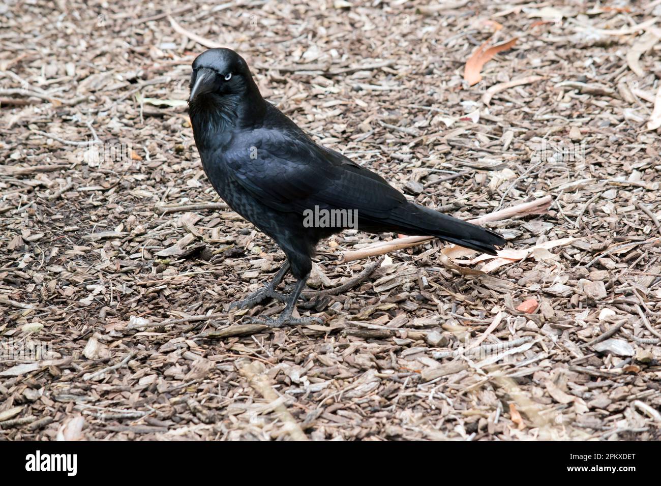Australian Ravens are black with white eyes in adults. The feathers on ...
