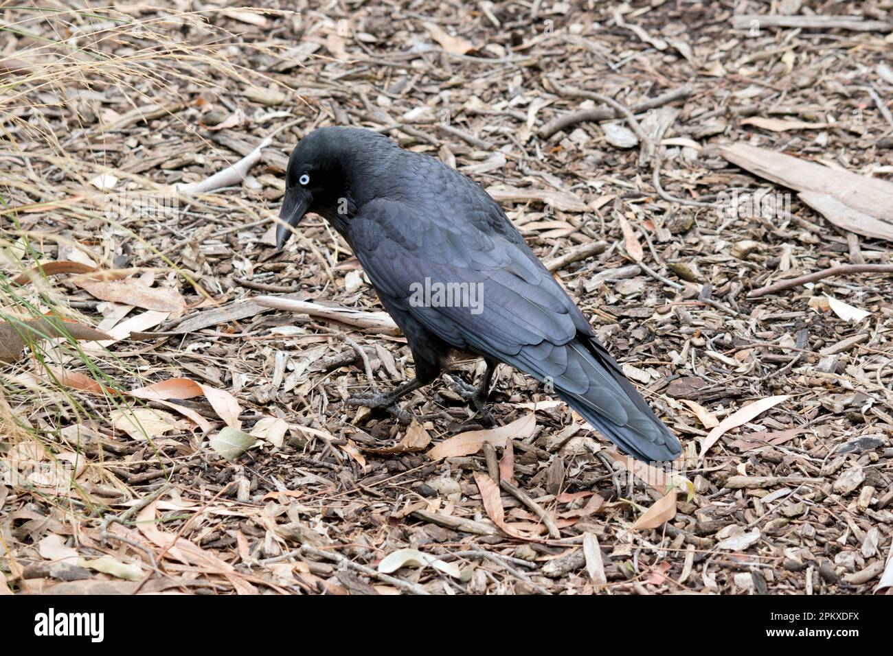 Australian Ravens are black with white eyes in adults. The feathers on ...