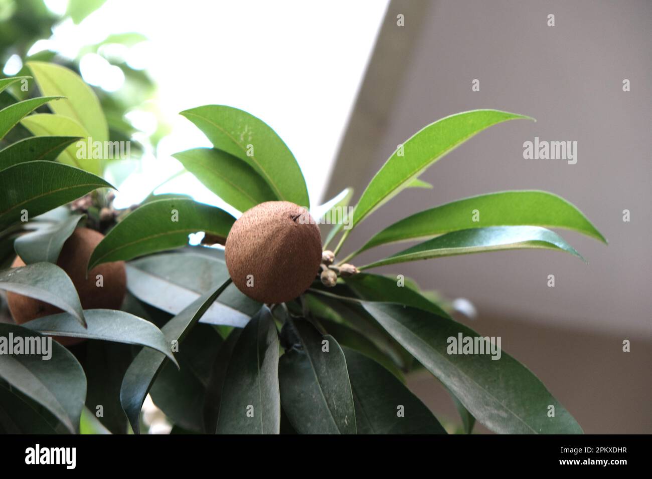 Growing sapodilla hi-res stock photography and images - Alamy