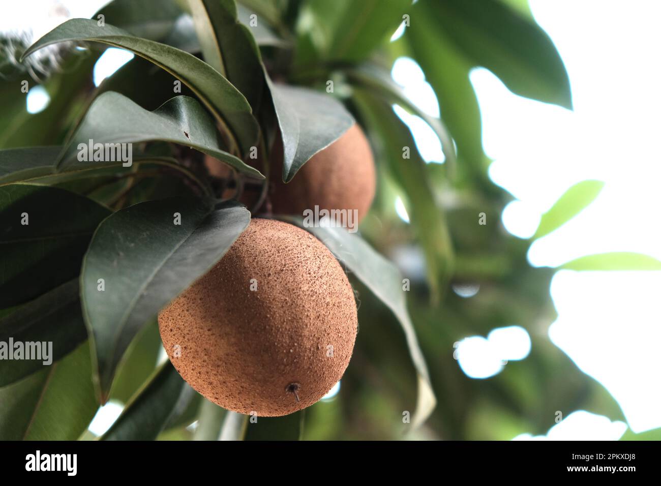 Growing sapodilla hi-res stock photography and images - Alamy