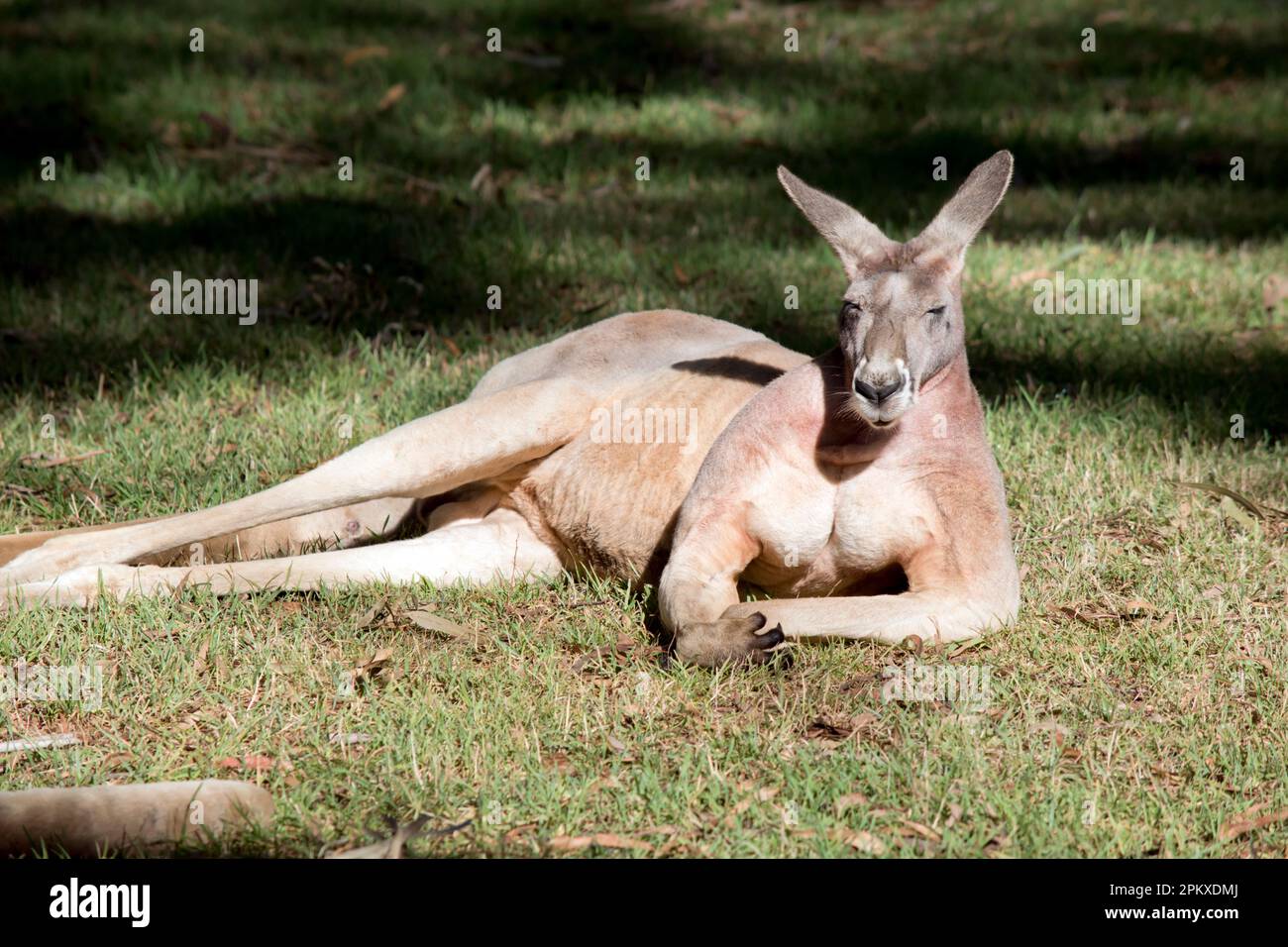 Kangaroo hands hi-res stock photography and images - Alamy