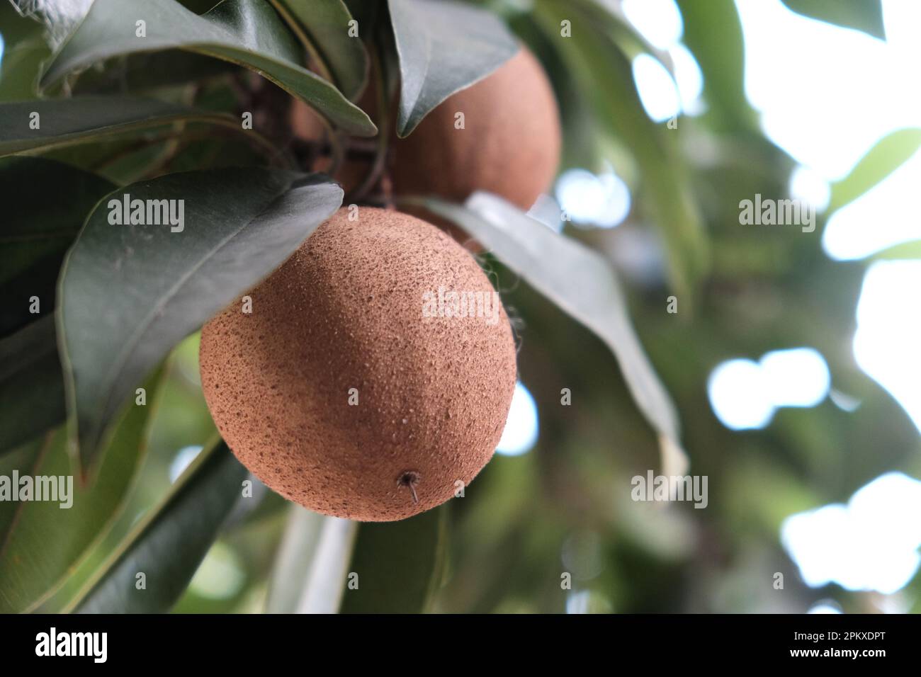 Growing sapodilla hi-res stock photography and images - Alamy