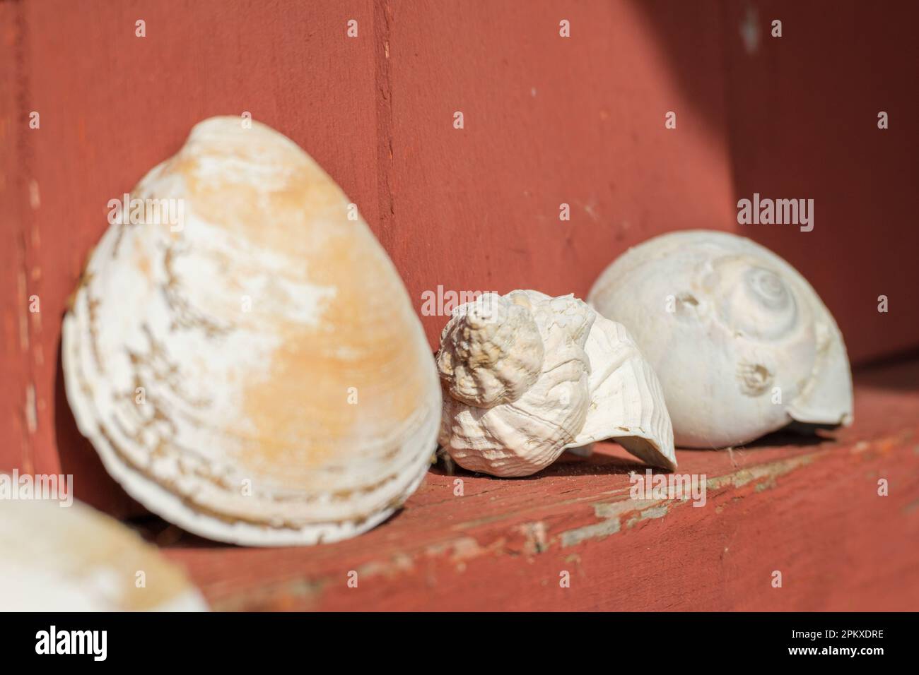 A row of sea shells in front of a red background Stock Photo - Alamy