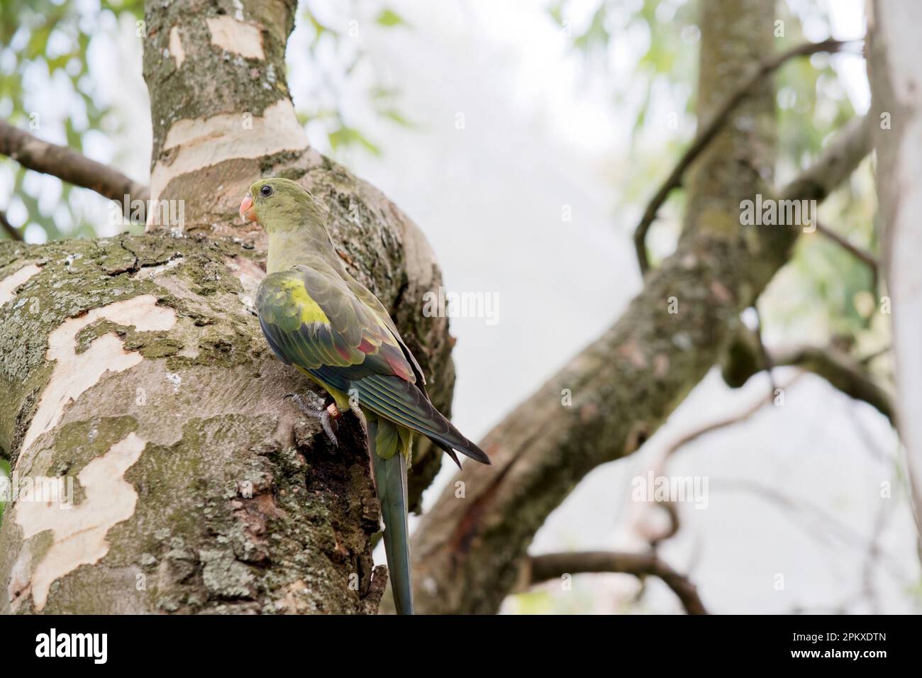 The female regent parrot is all light green. It has yellow shoulder ...
