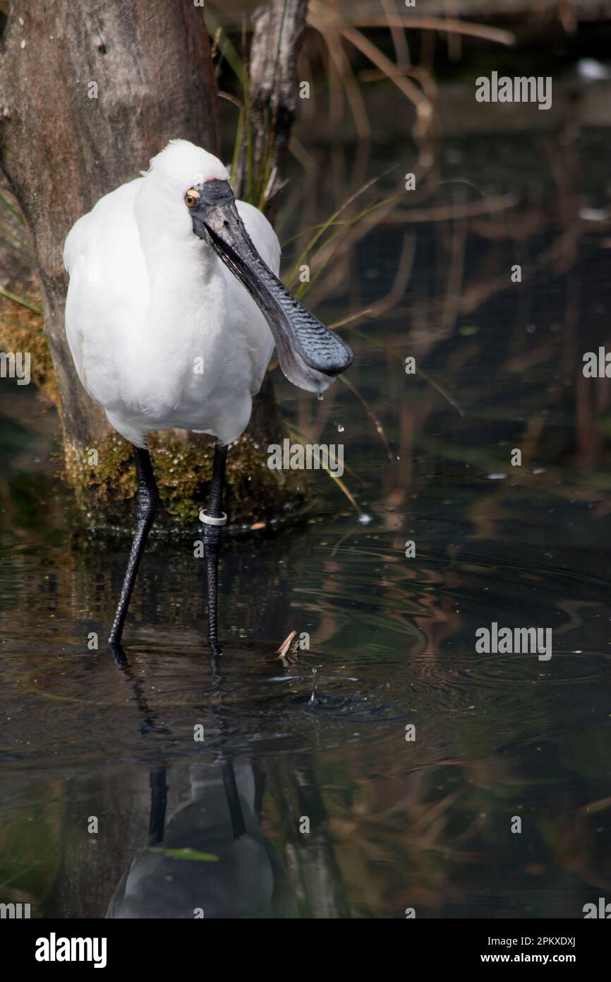 the royal spoonbill is a large white sea bird with a black bill that ...