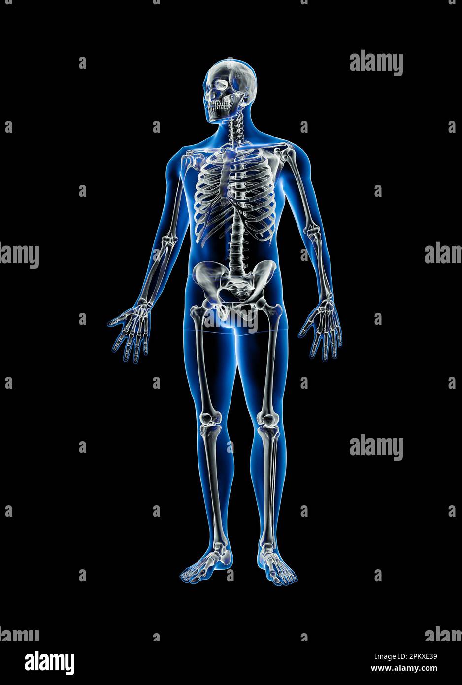 Xray front view of full human skeleton with male body 3D rendering ...