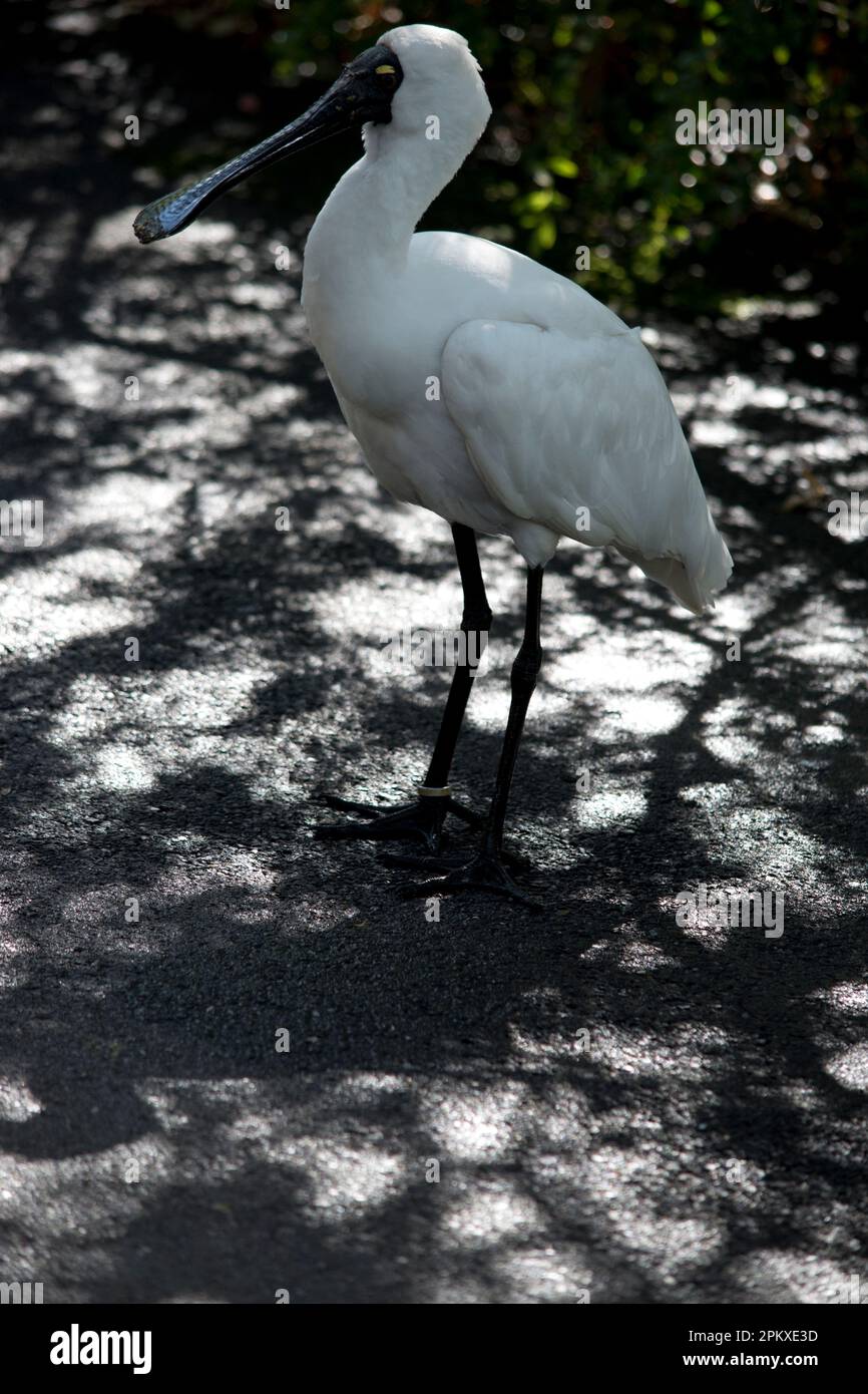 White long neck bird with yellow beak hi-res stock photography and ...