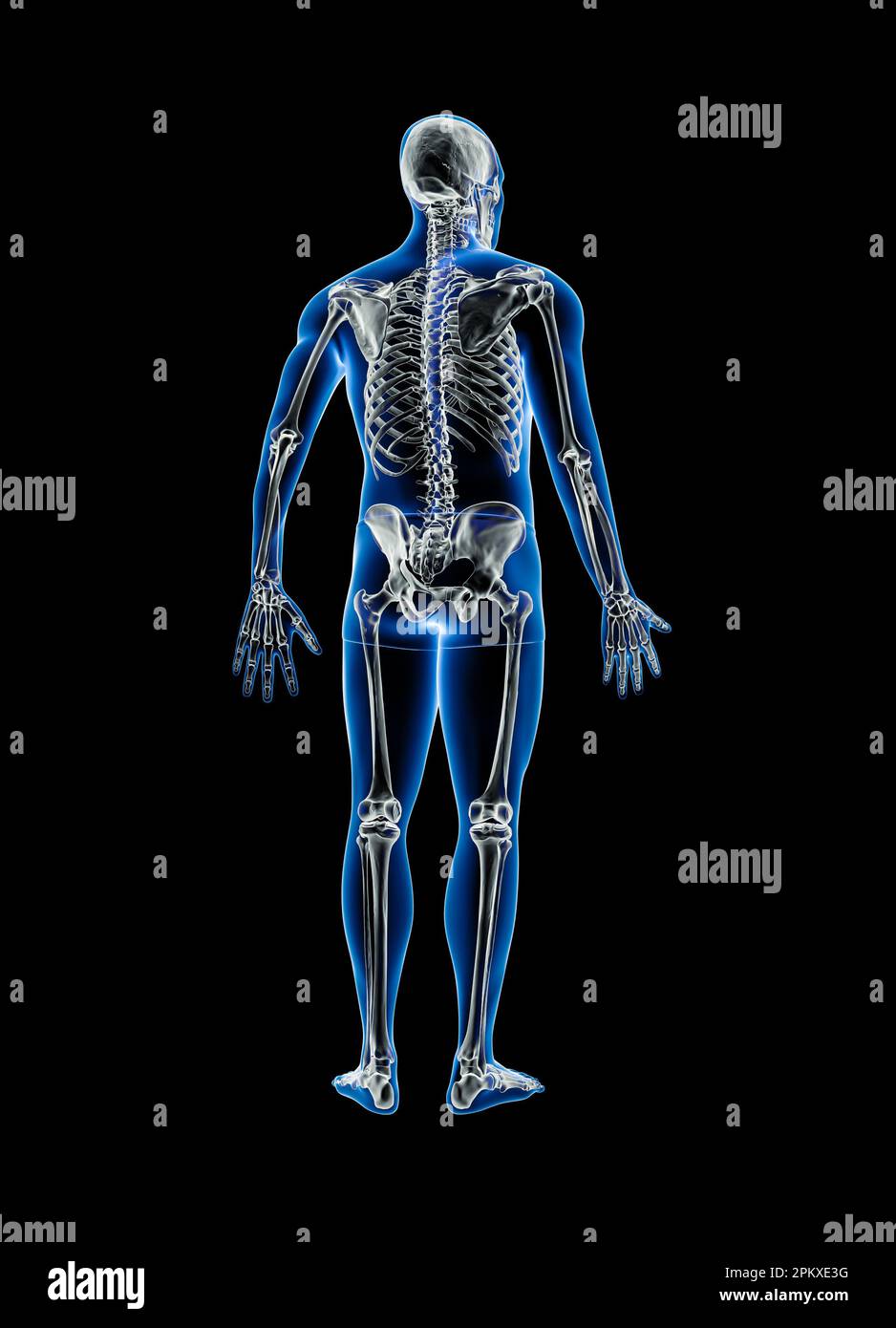 Xray posterior or back view of full human skeleton with male body 3D ...