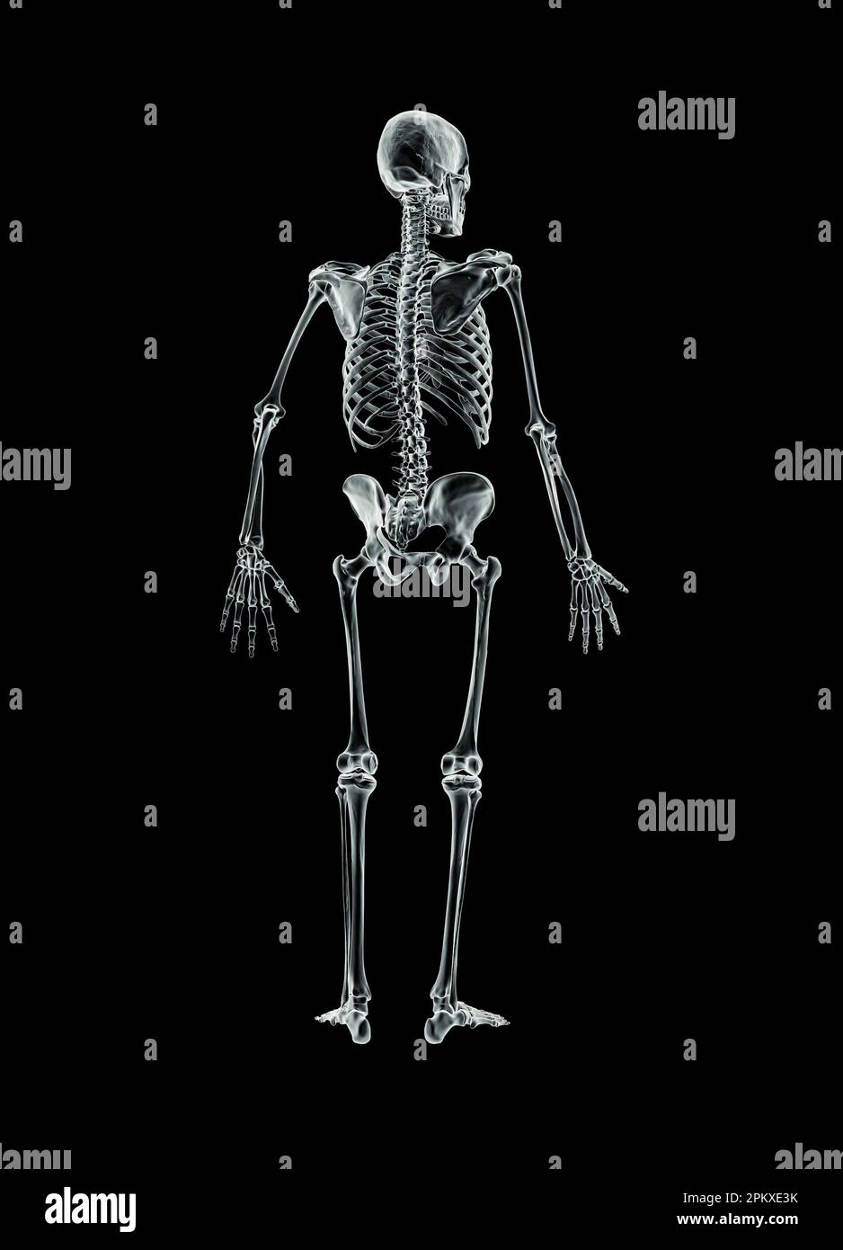 Xray posterior or back view of full human male skeleton 3D rendering ...