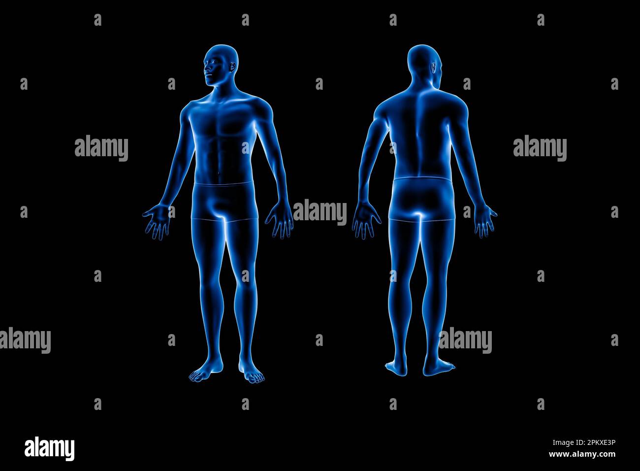 Front and back views of full human male body 3D rendering illustration ...
